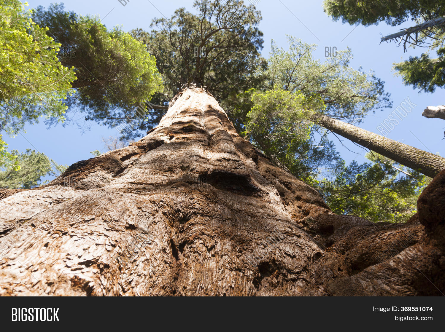 Forest Sequoias Tree Image & Photo (Free Trial) | Bigstock