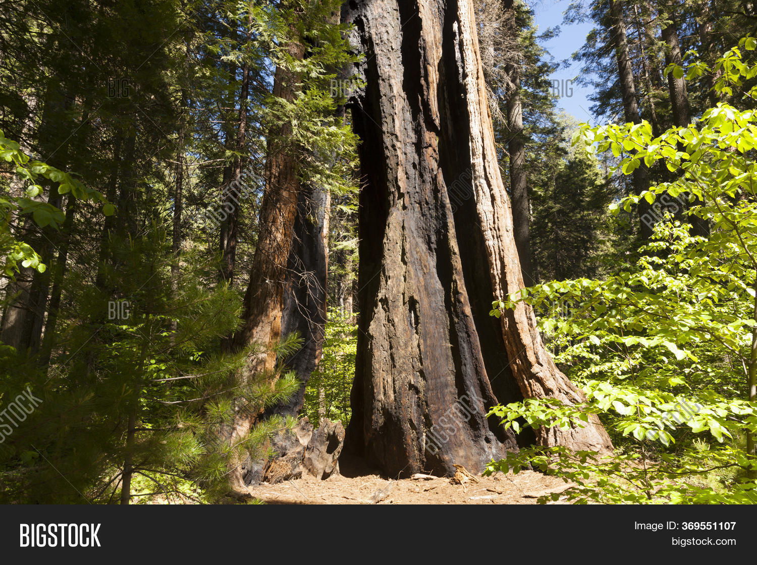 Forest Sequoias Tree Image & Photo (Free Trial) | Bigstock