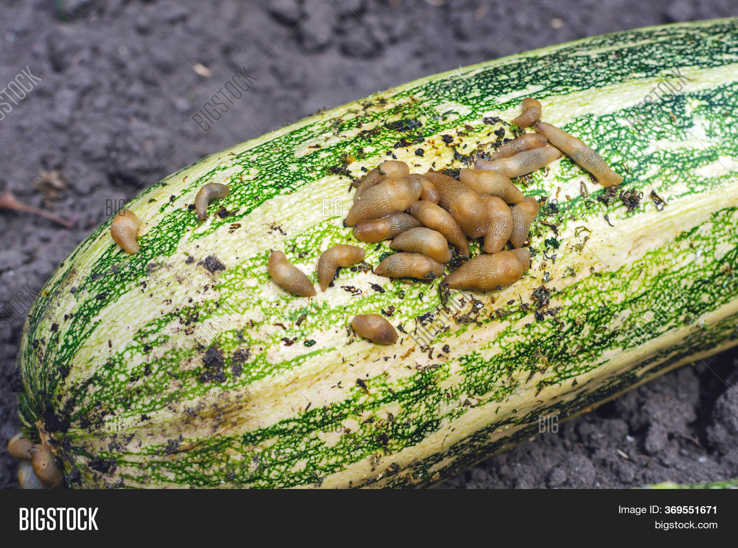 Slugs Crawling Eating Image & Photo (Free Trial) | Bigstock