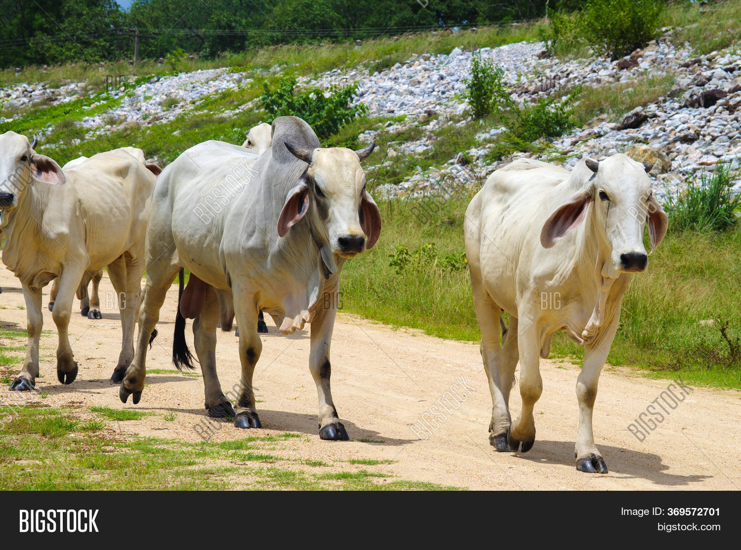 Zebu Long-horned Image & Photo (Free Trial) | Bigstock
