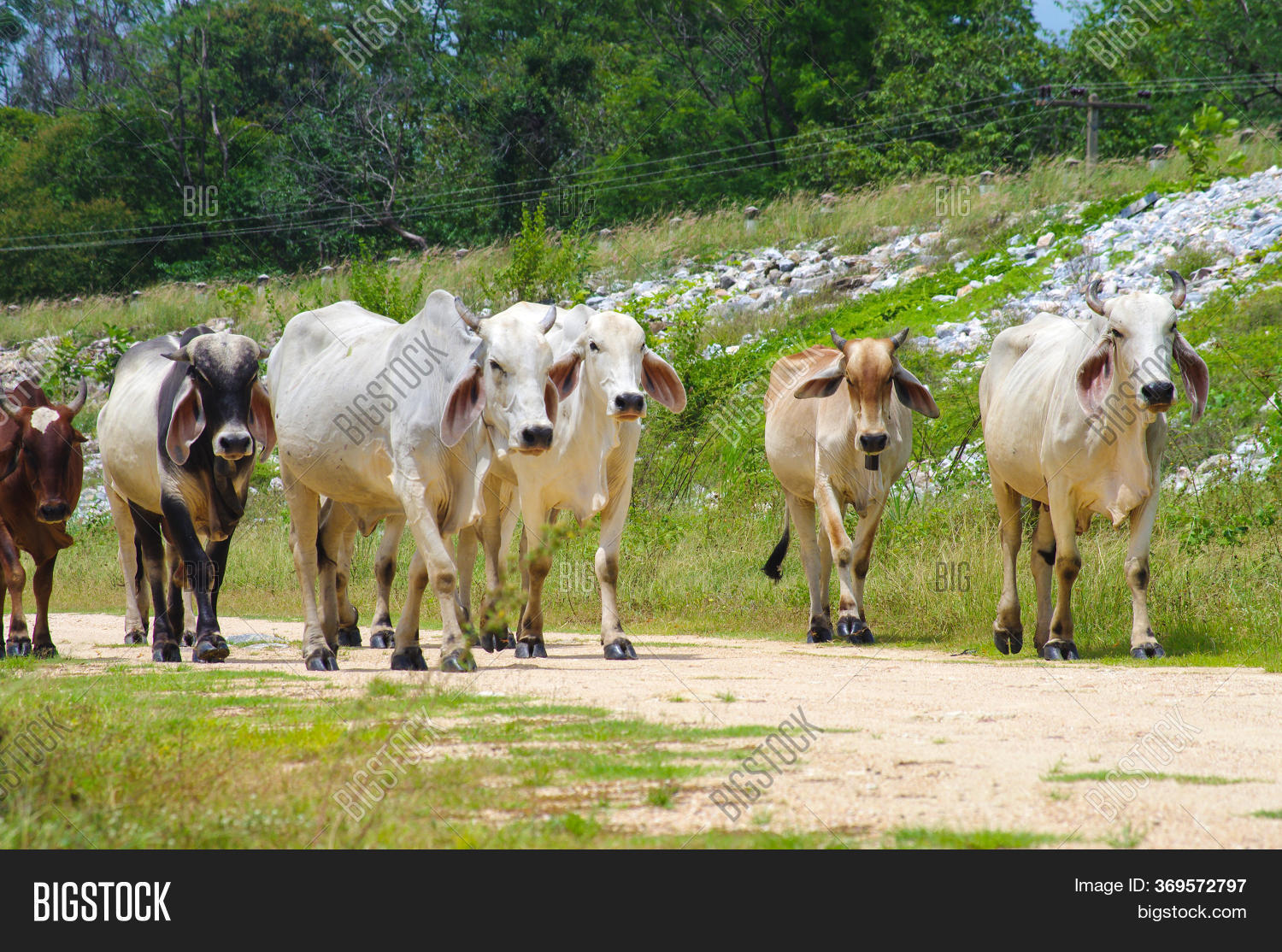 Zebu Long-horned Image & Photo (Free Trial) | Bigstock
