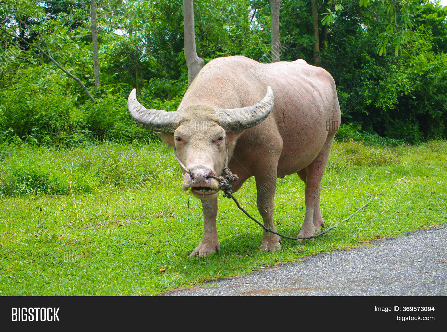 Albino Buffalo Image & Photo (Free Trial) | Bigstock