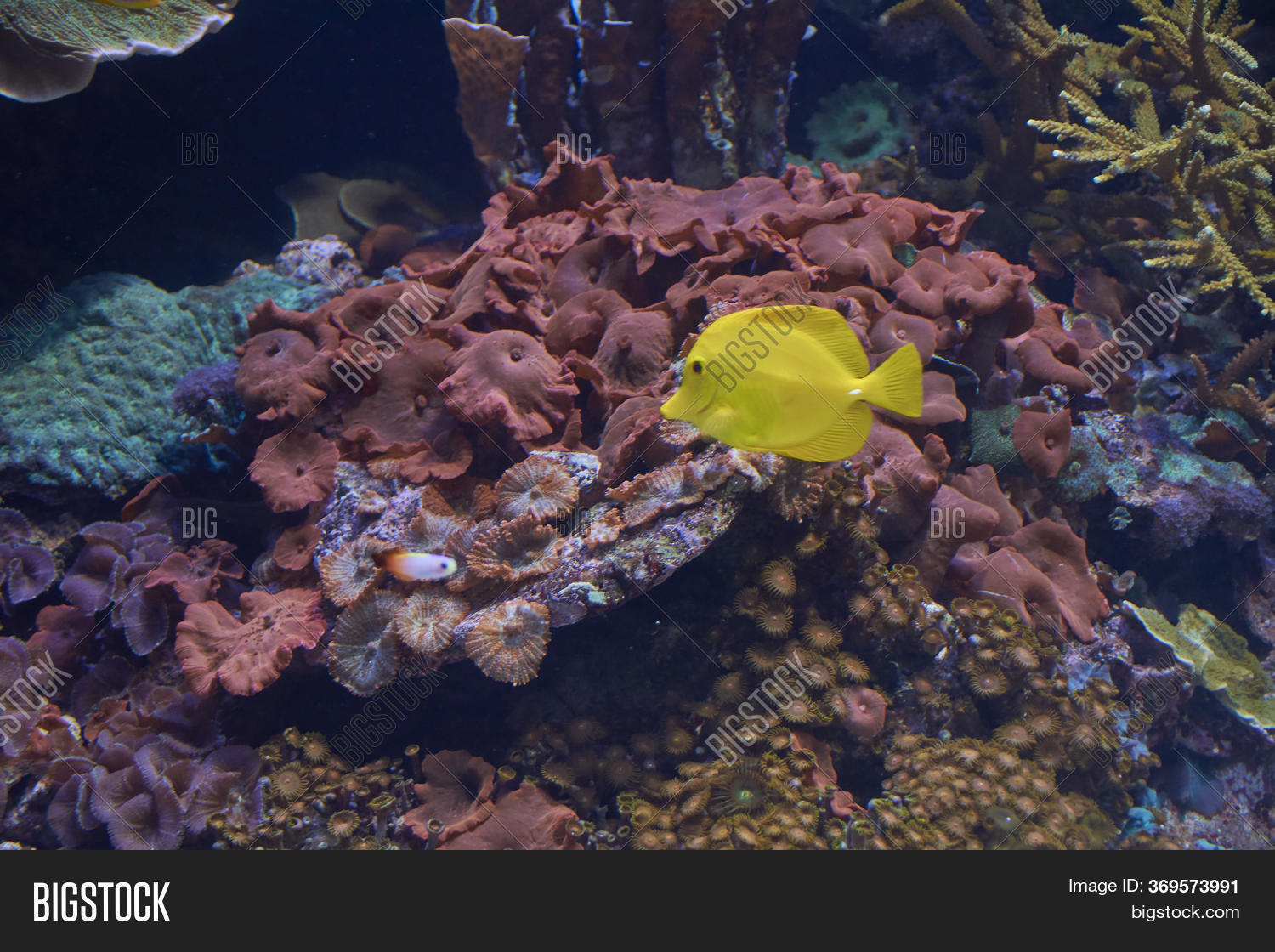 Small Yellow Fish Image & Photo (Free Trial) | Bigstock
