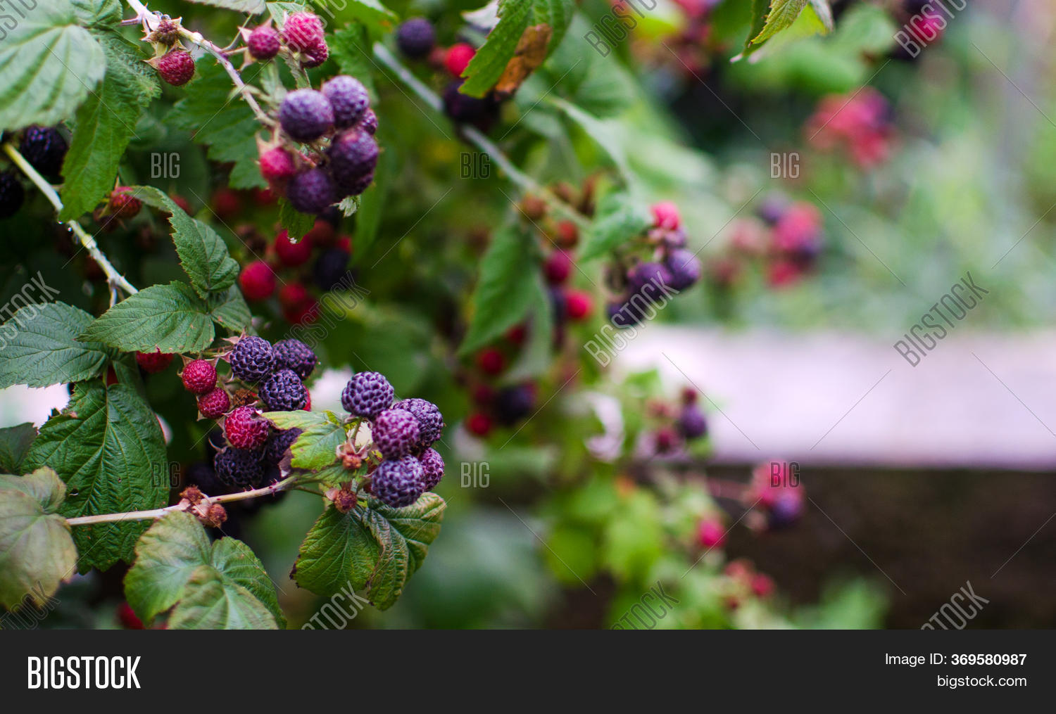 Raspberry Shrub 1-2 M Image & Photo (Free Trial) | Bigstock
