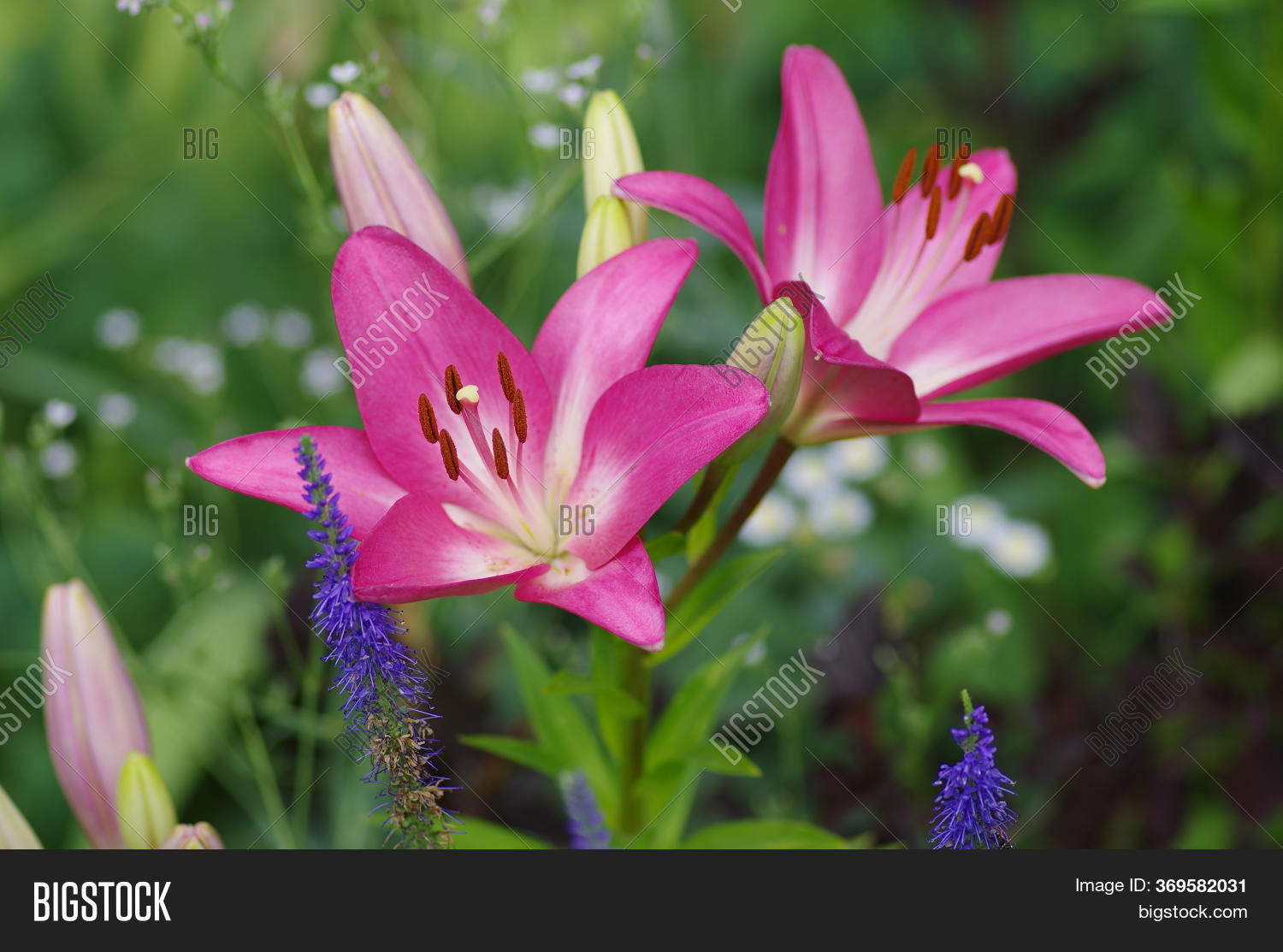 Hybrid Lilies Garden Image & Photo (Free Trial) | Bigstock