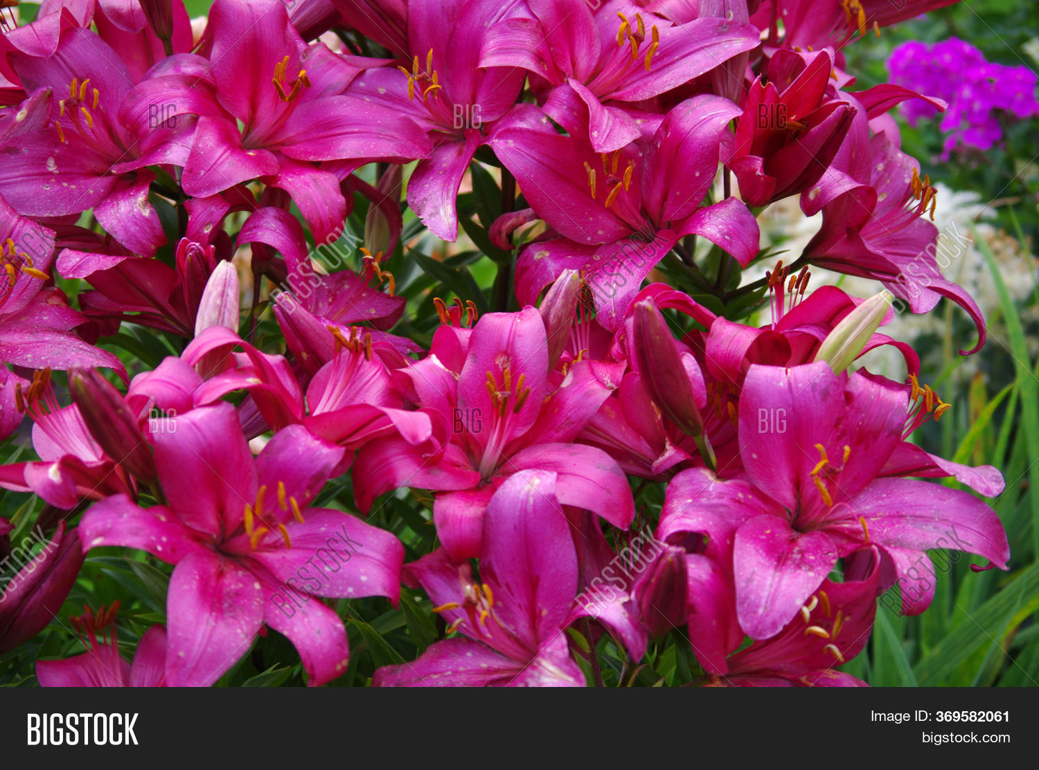 Hybrid Lilies Garden Image & Photo (Free Trial) | Bigstock
