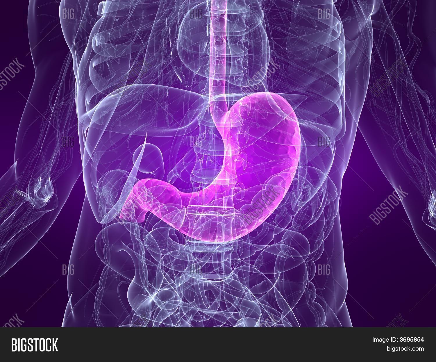 Highlighted Stomach Image & Photo (Free Trial) | Bigstock