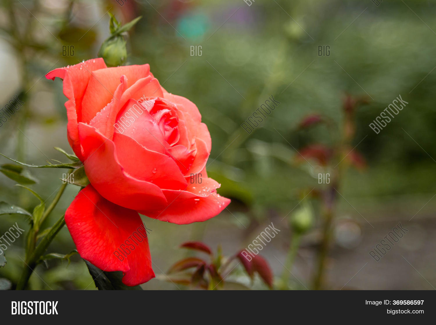 One Scarlet Rose. Image & Photo (Free Trial) | Bigstock