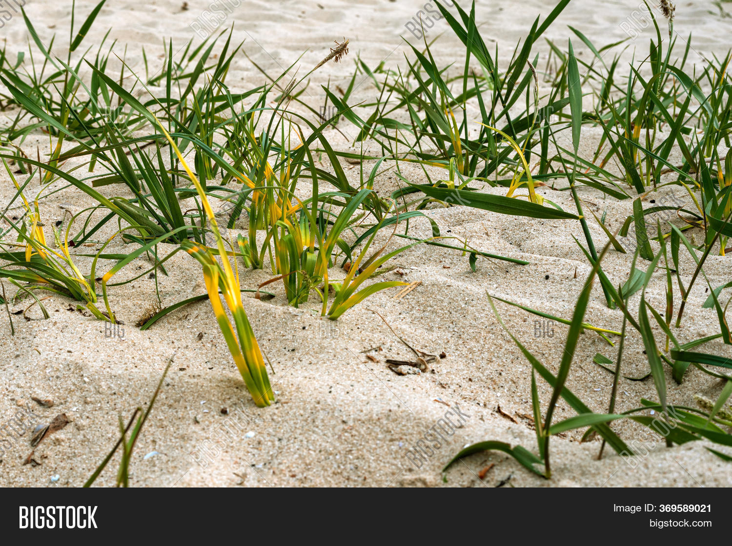 Withered Grass Image & Photo (Free Trial) | Bigstock