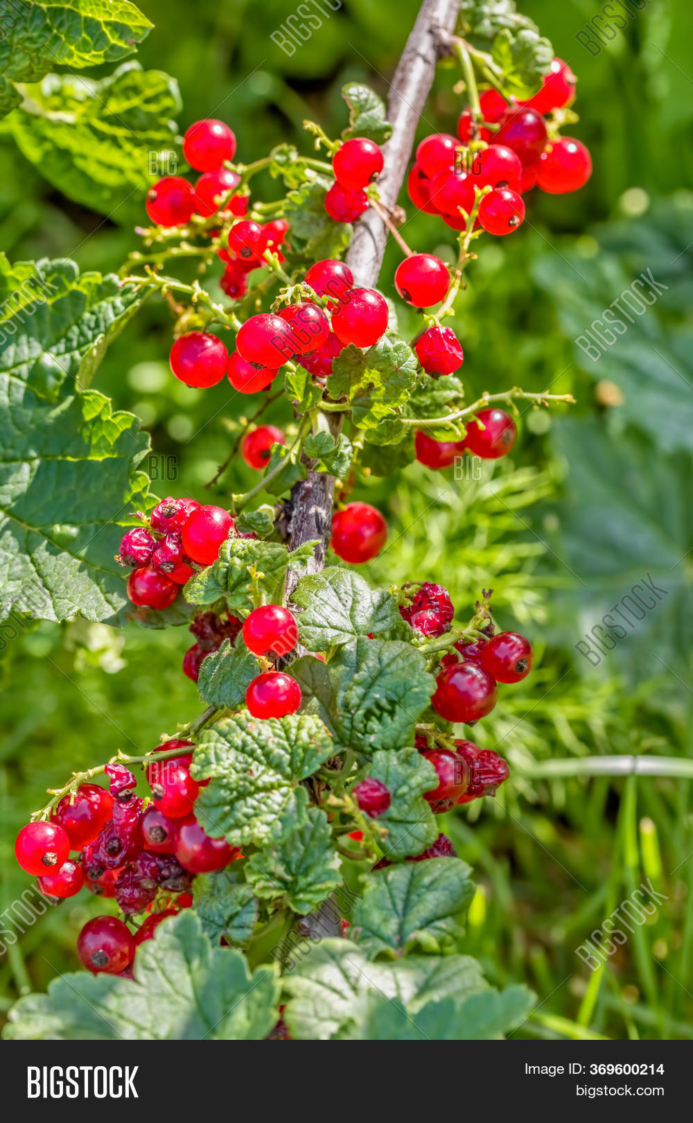 Red Currant Branch Red Image & Photo (Free Trial) | Bigstock