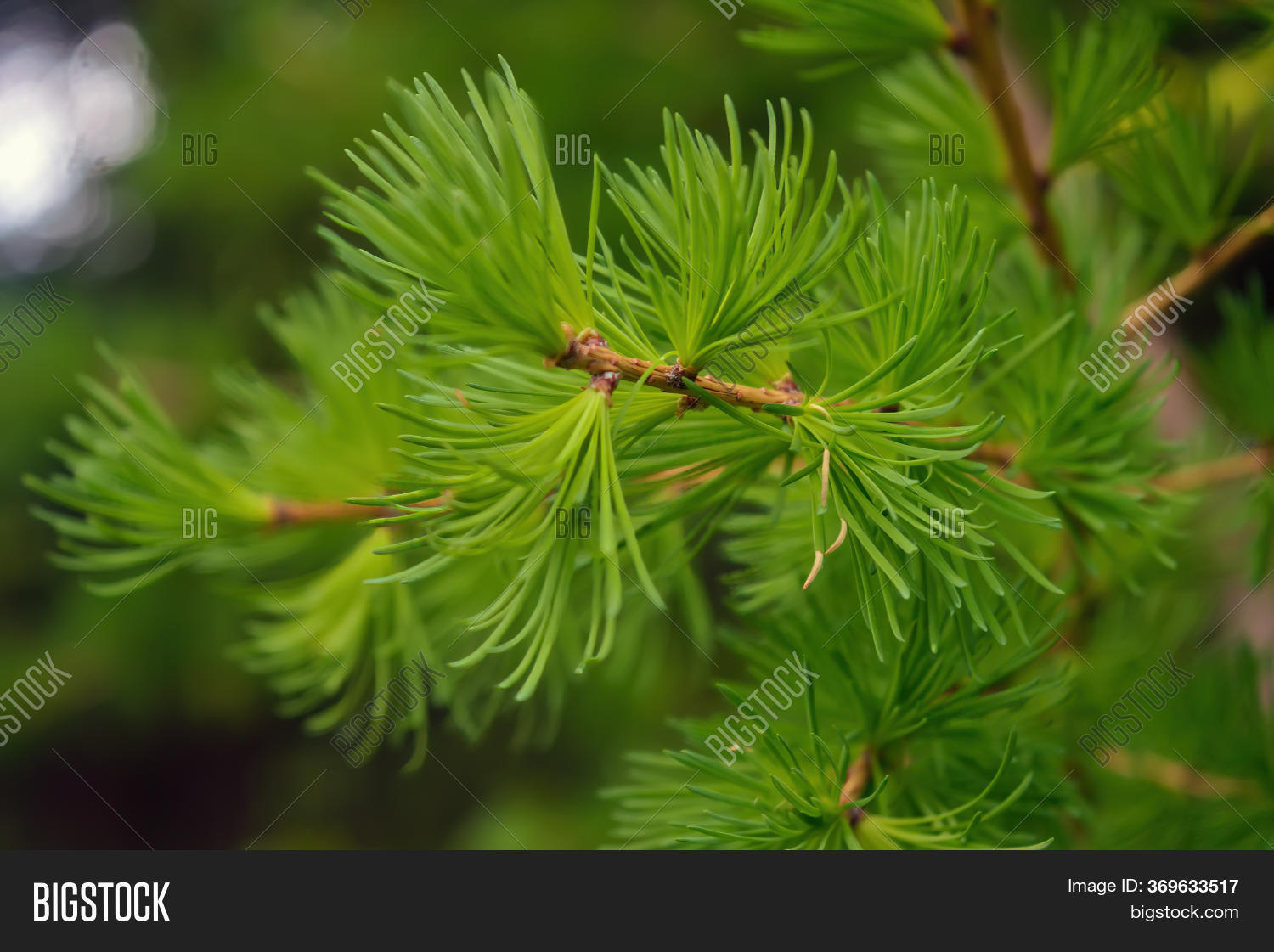 Green Larch Branch Image & Photo (Free Trial) | Bigstock