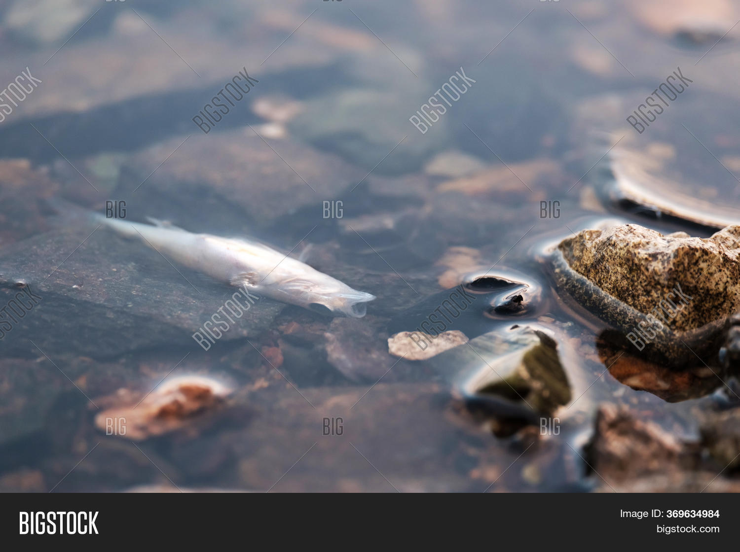 Fish Floated Belly On Image & Photo (Free Trial) | Bigstock