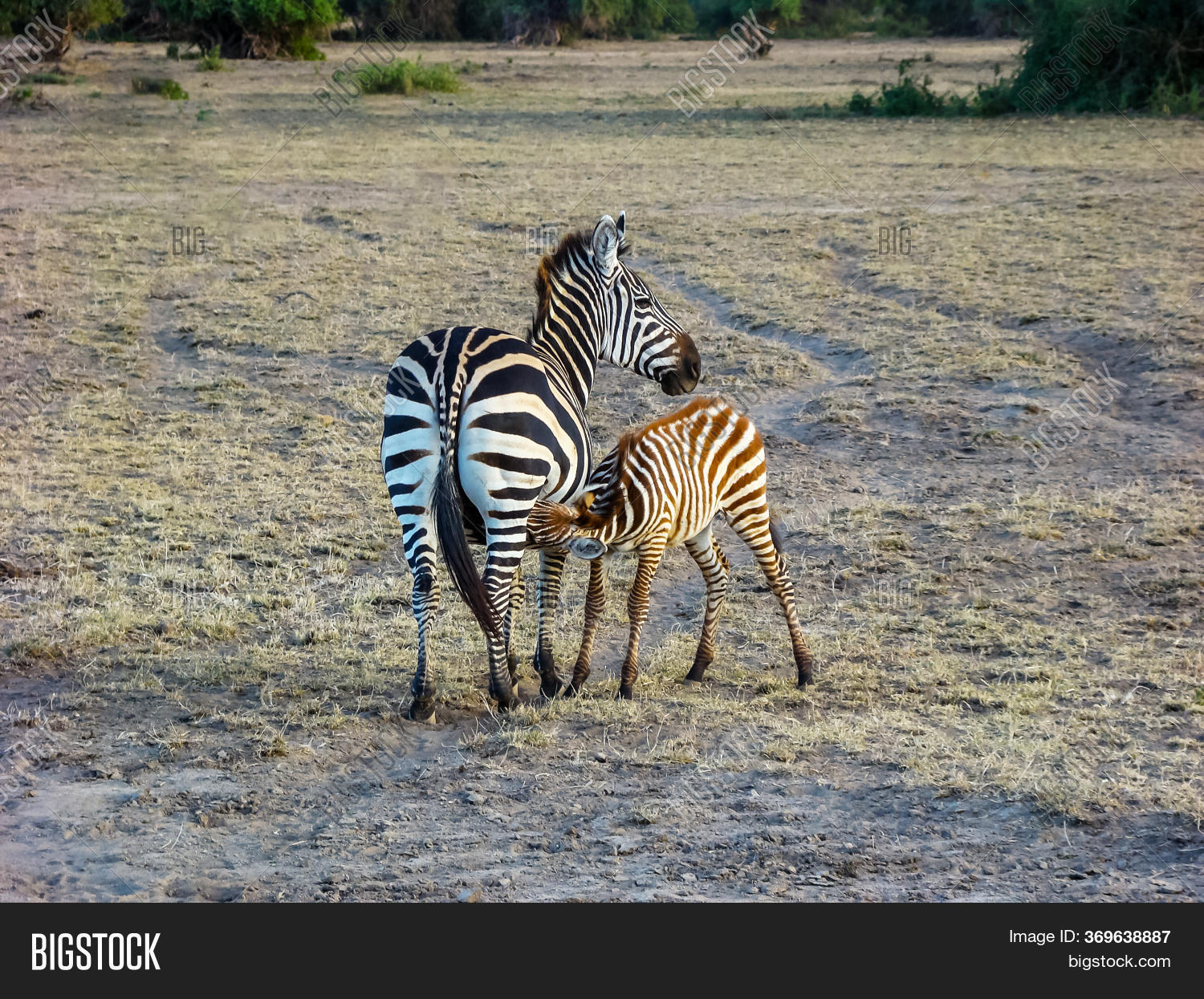 Baby Zebra Drink Their Image & Photo (Free Trial) | Bigstock