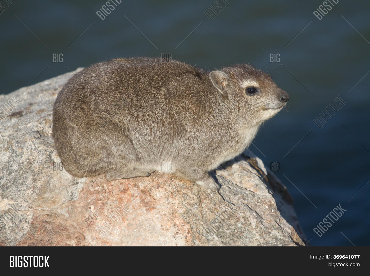 Solitary Smiling Rock Image & Photo (Free Trial) | Bigstock