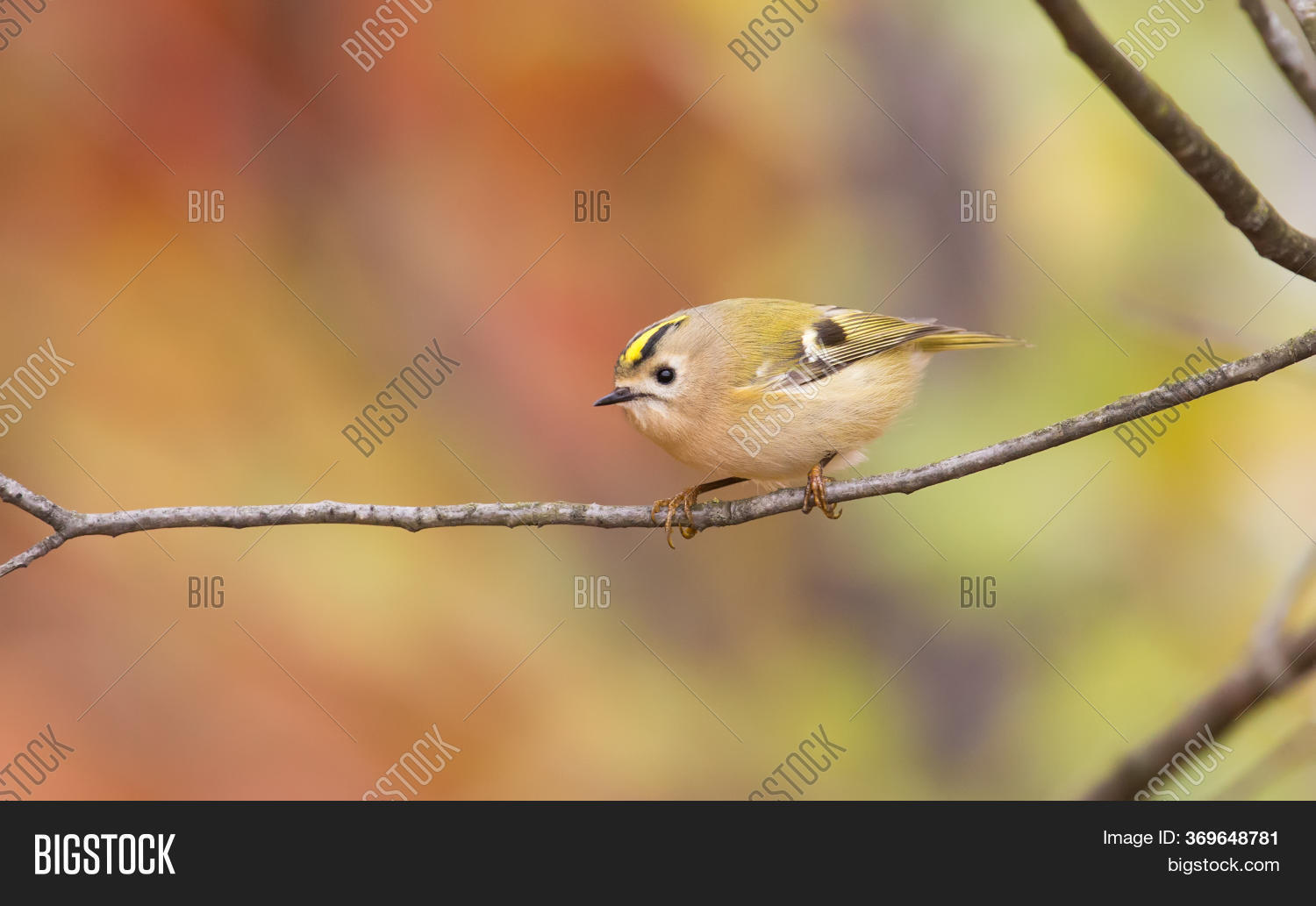 Goldcrest, Golden- Image & Photo (Free Trial) | Bigstock