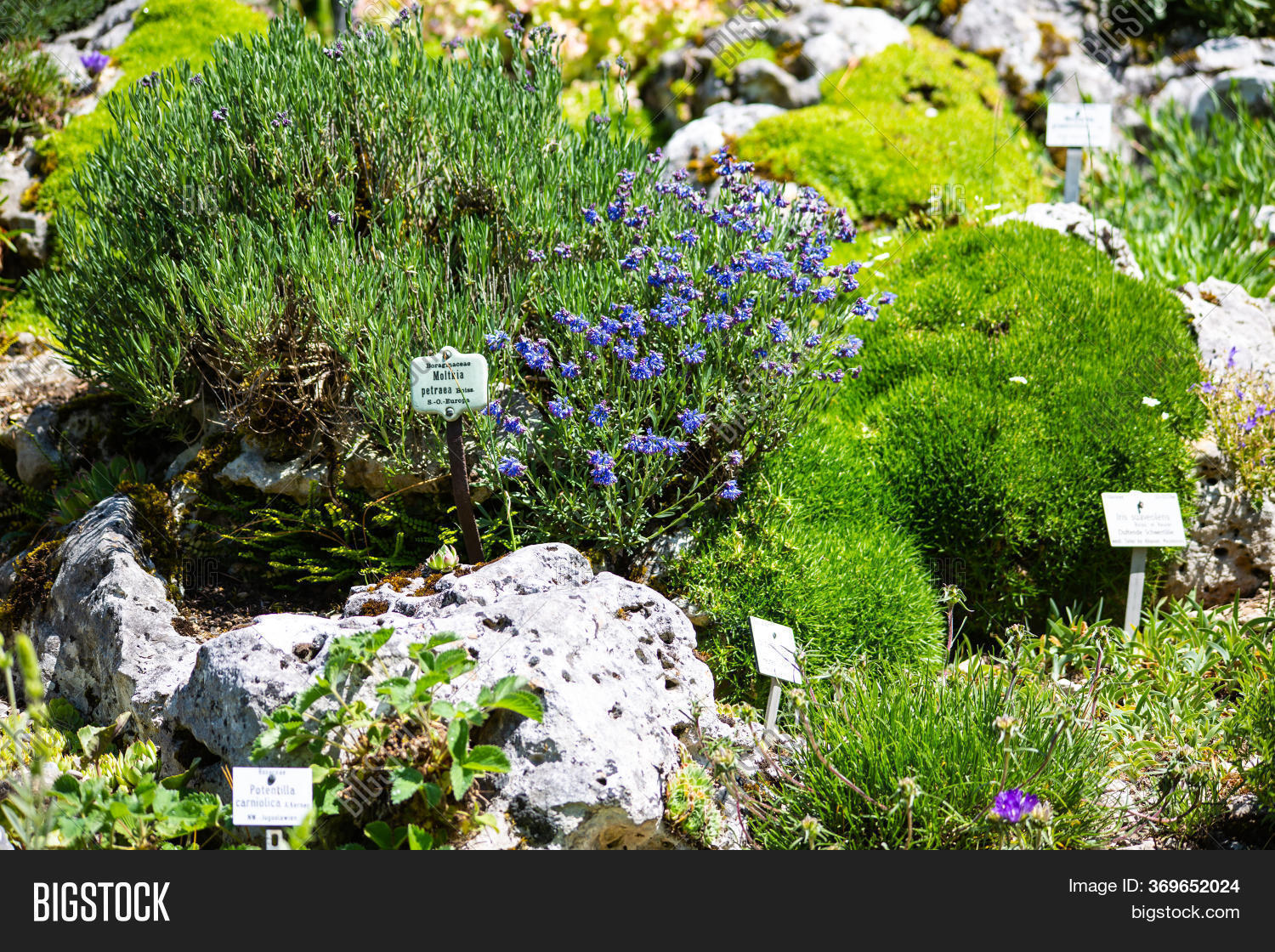 Various Plants Alpinum Image & Photo (Free Trial) | Bigstock