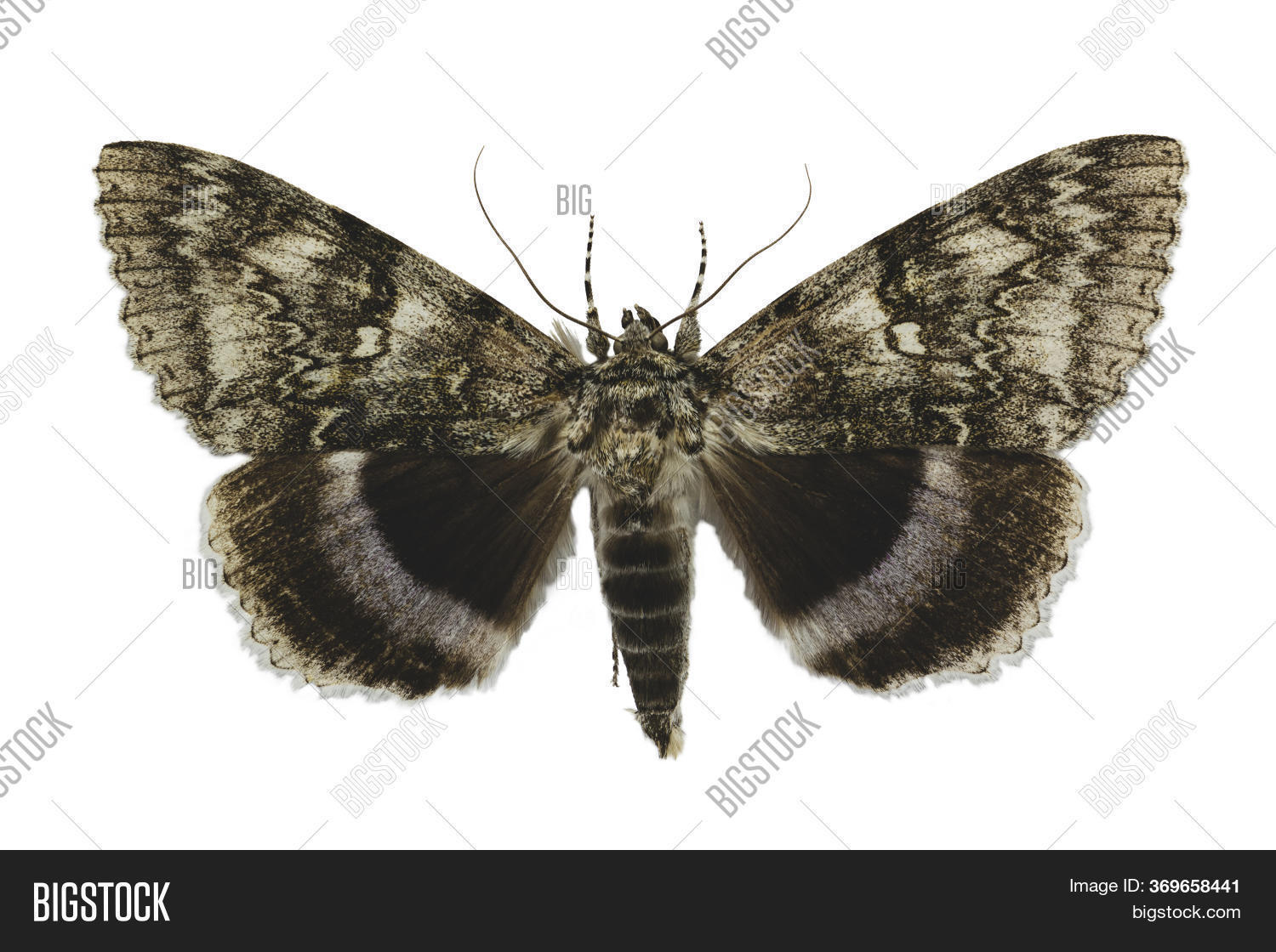 Blue Underwing Clifden Image & Photo (Free Trial) | Bigstock