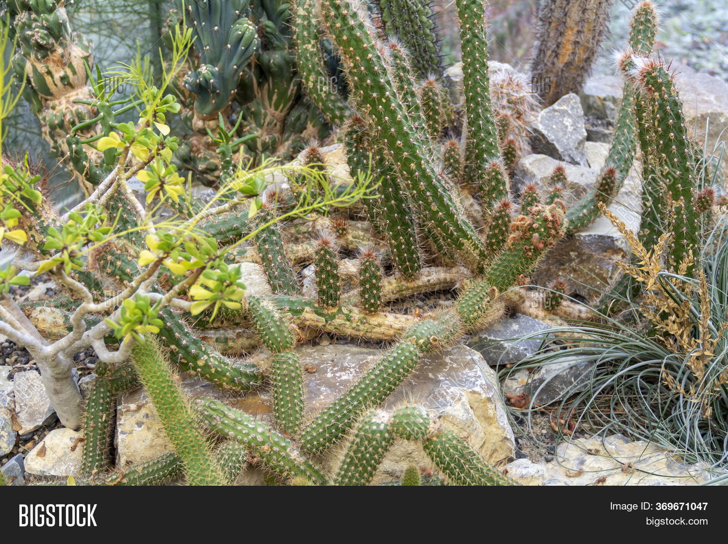 Some Spiky Succulent Image & Photo (Free Trial) | Bigstock