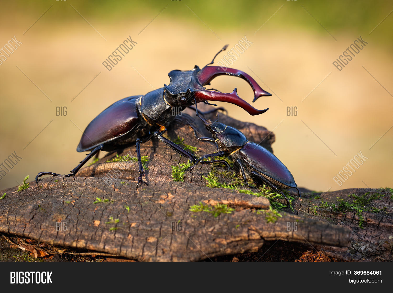 Male Female Stag Image & Photo (Free Trial) | Bigstock