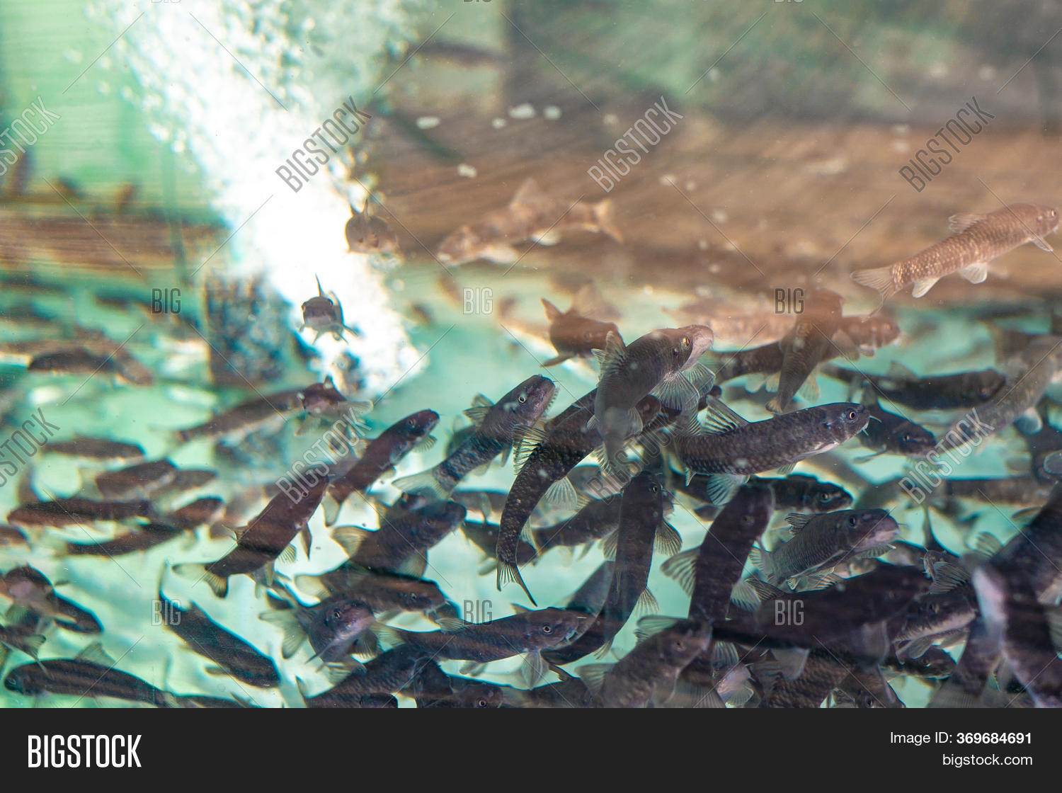 Garra Rufa Fish Image & Photo (Free Trial) | Bigstock