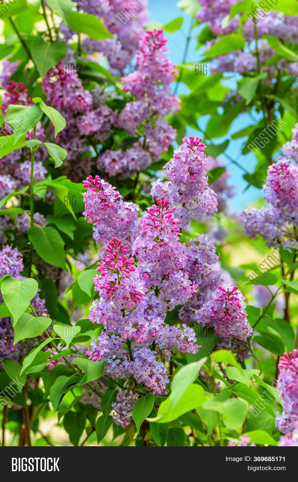 Blooming Rose Lilac Image & Photo (Free Trial) | Bigstock