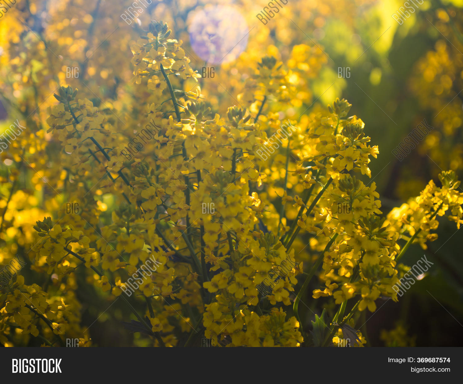 Beautiful Yellow Image & Photo (Free Trial) | Bigstock
