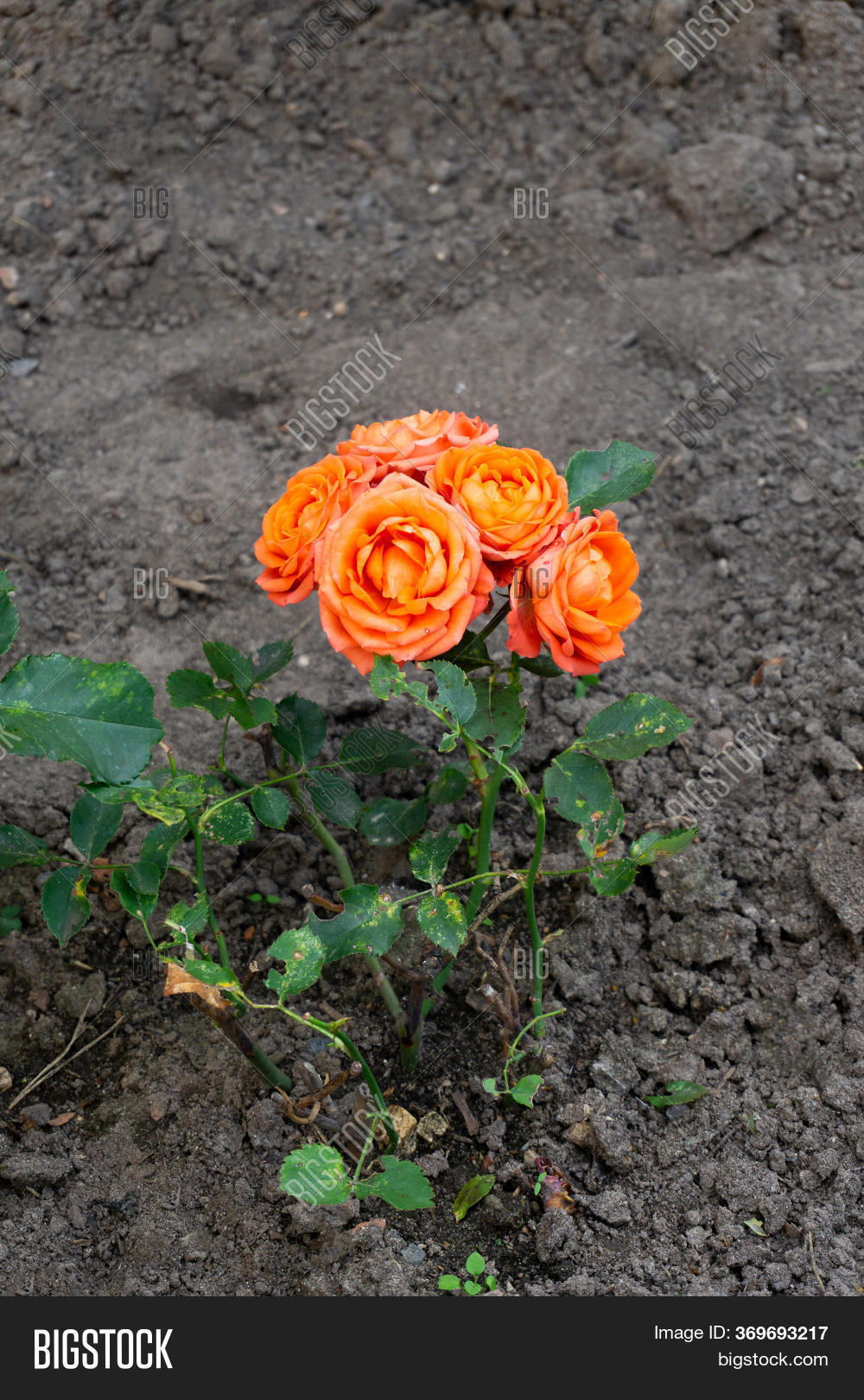 Bush Orange Roses On Image & Photo (Free Trial) | Bigstock