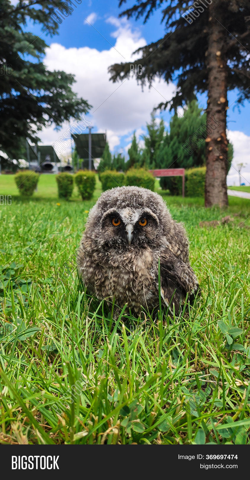 Owl Cub Separated Nest Image & Photo (Free Trial) | Bigstock