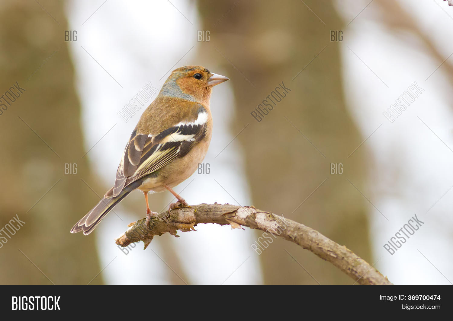 Finch, Chaffinch, Image & Photo (Free Trial) | Bigstock