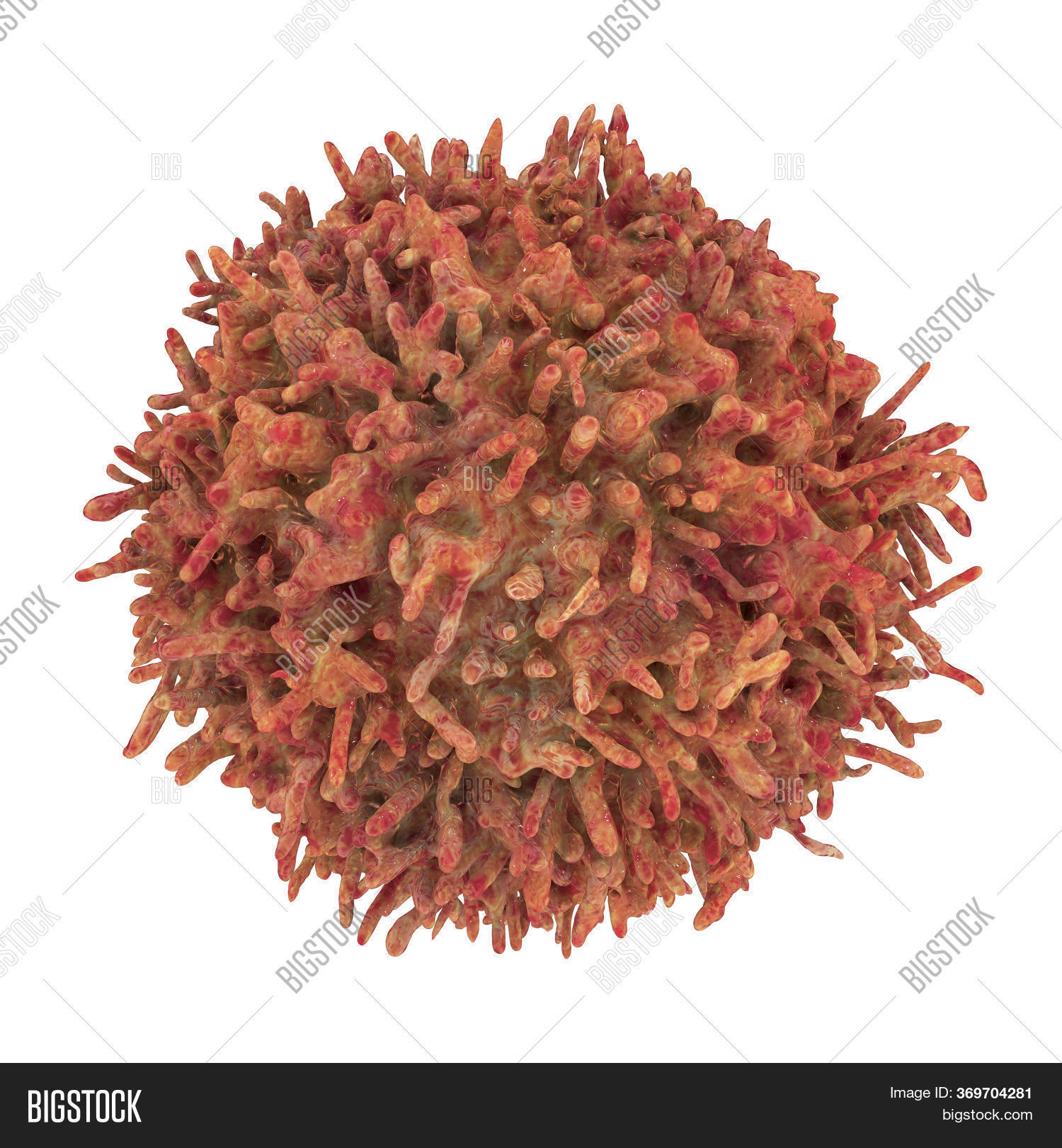 B-lymphocyte, B-cell, Image & Photo (Free Trial) | Bigstock