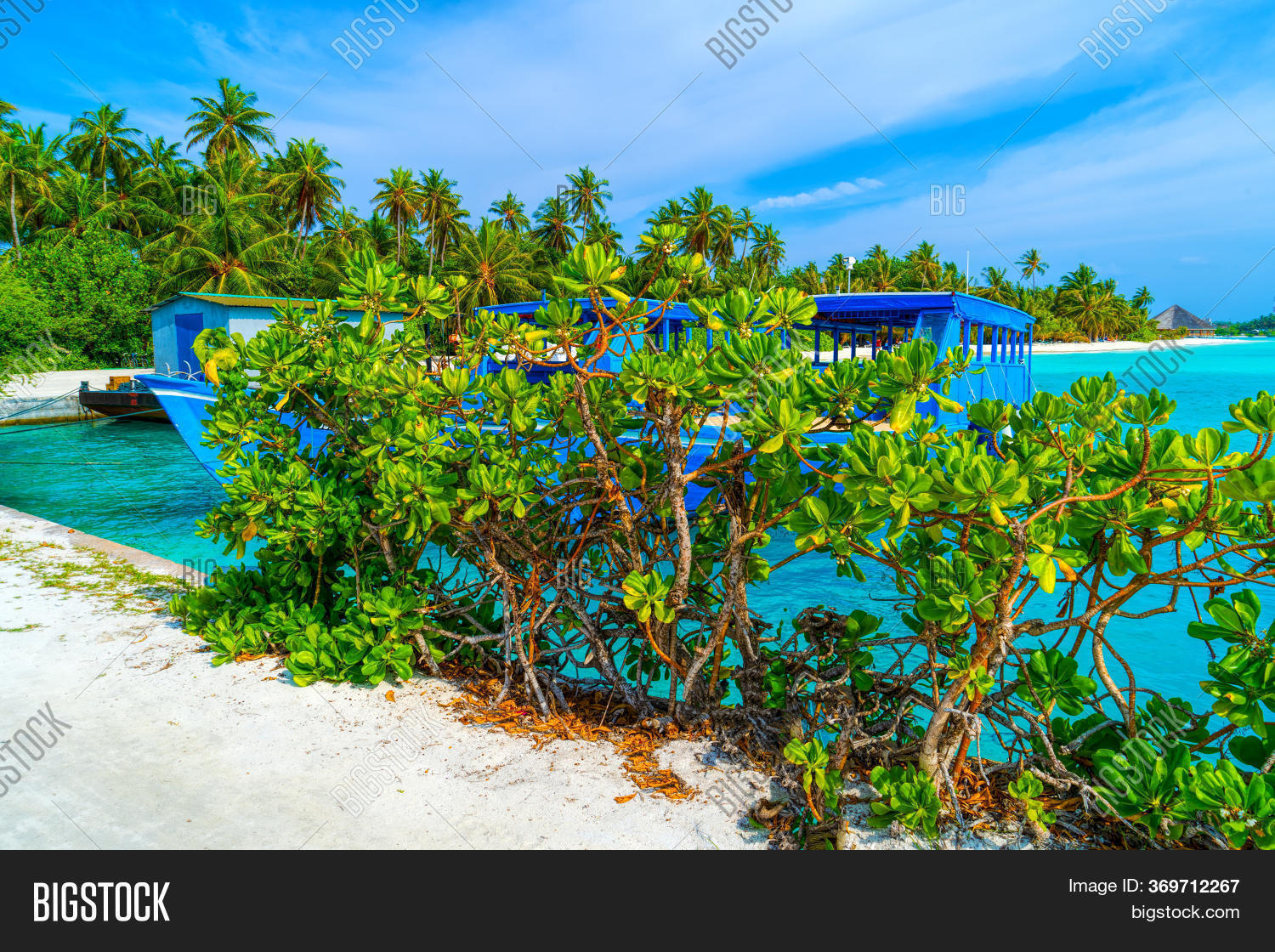 Small Forest Maldives Image & Photo (Free Trial) | Bigstock