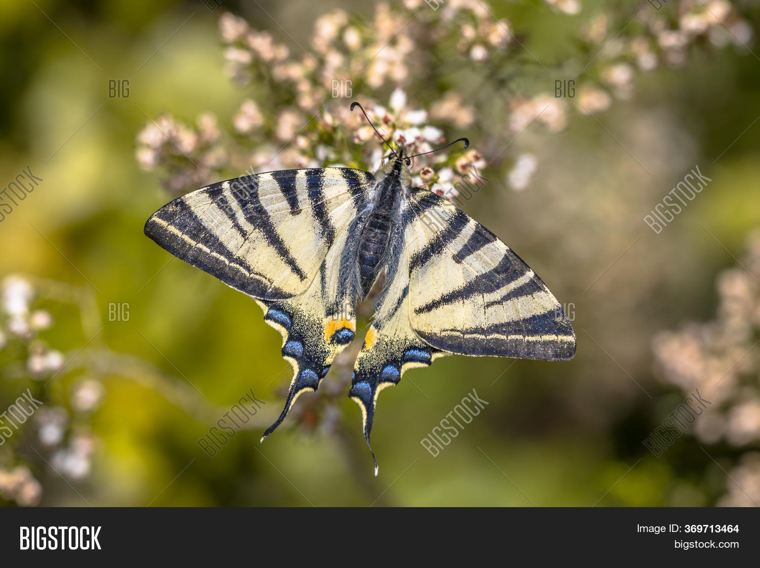 Scarce Swallowtail ( Image & Photo (Free Trial) | Bigstock