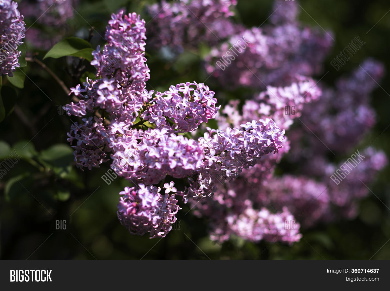 Purple Lilac Shot Image & Photo (Free Trial) | Bigstock
