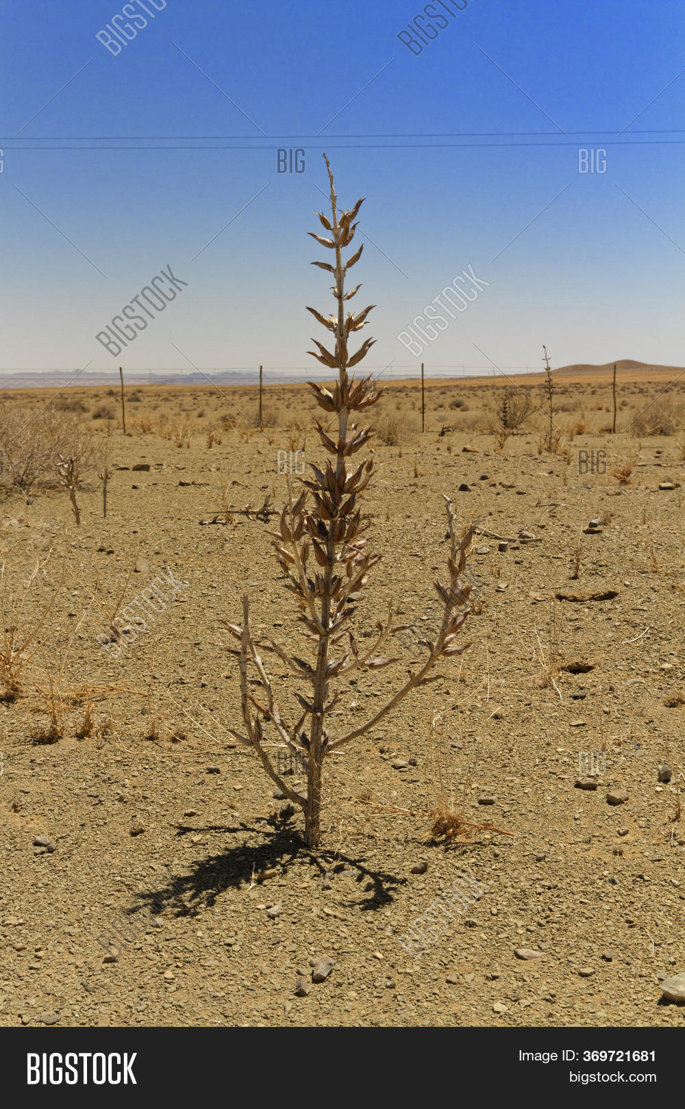 Dried Out Dead Desert Image & Photo (Free Trial) | Bigstock