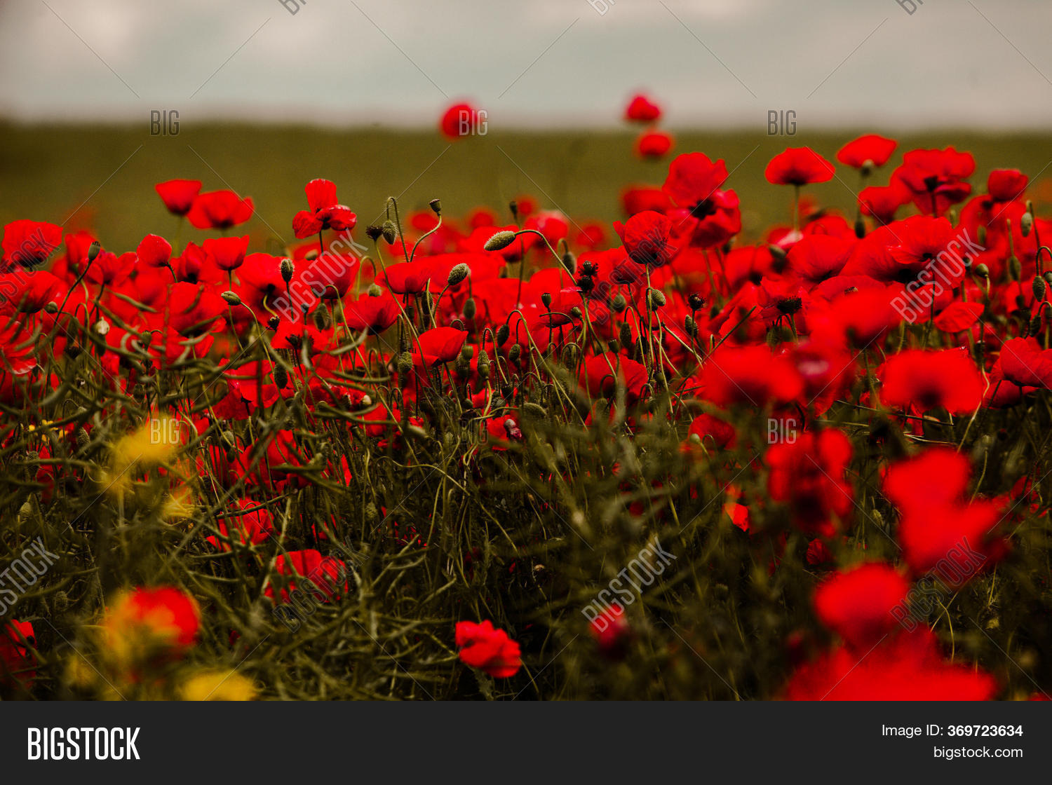 Beautiful Field Red Image & Photo (Free Trial) | Bigstock