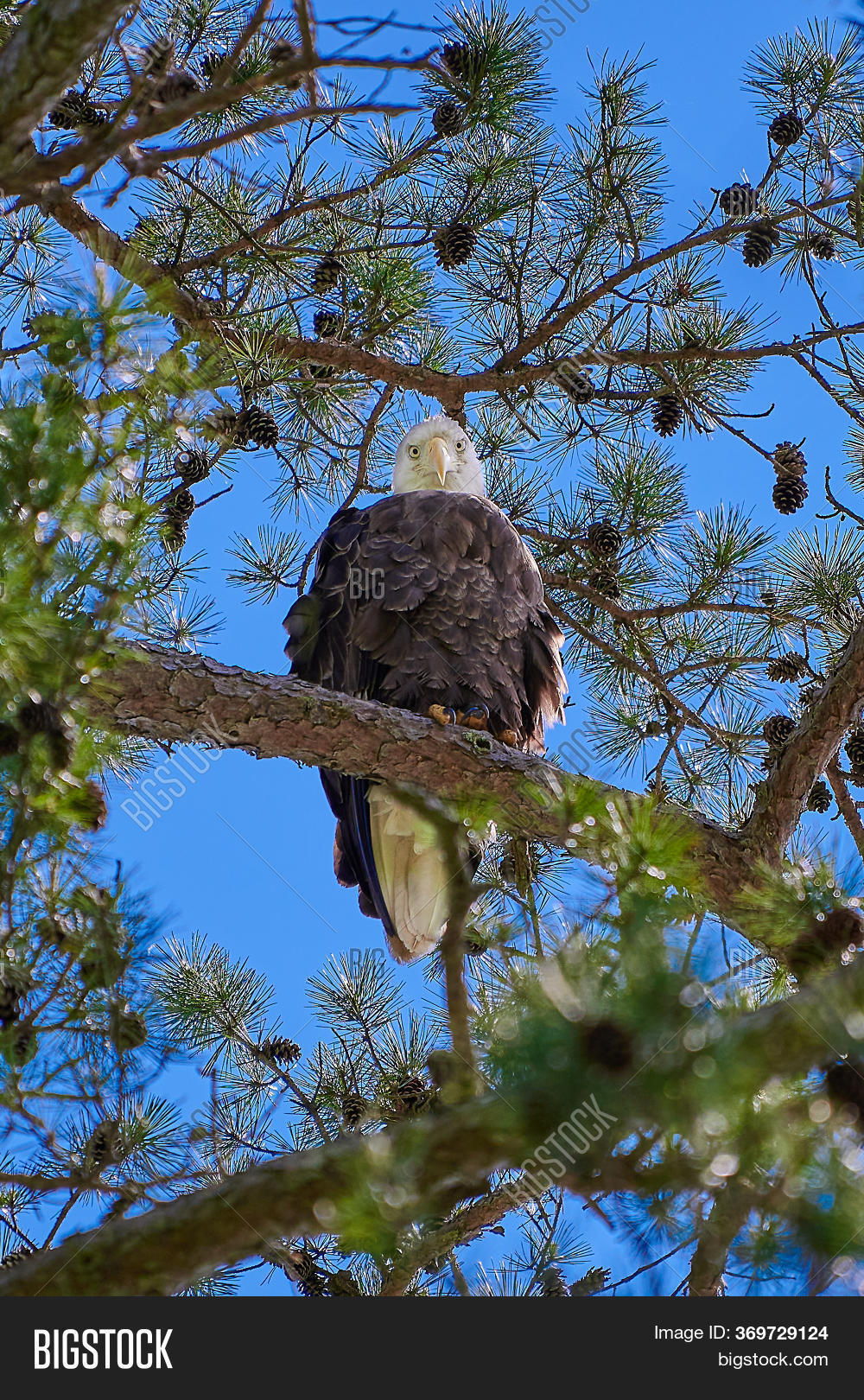 Adult Bald Eagle Image & Photo (Free Trial) | Bigstock