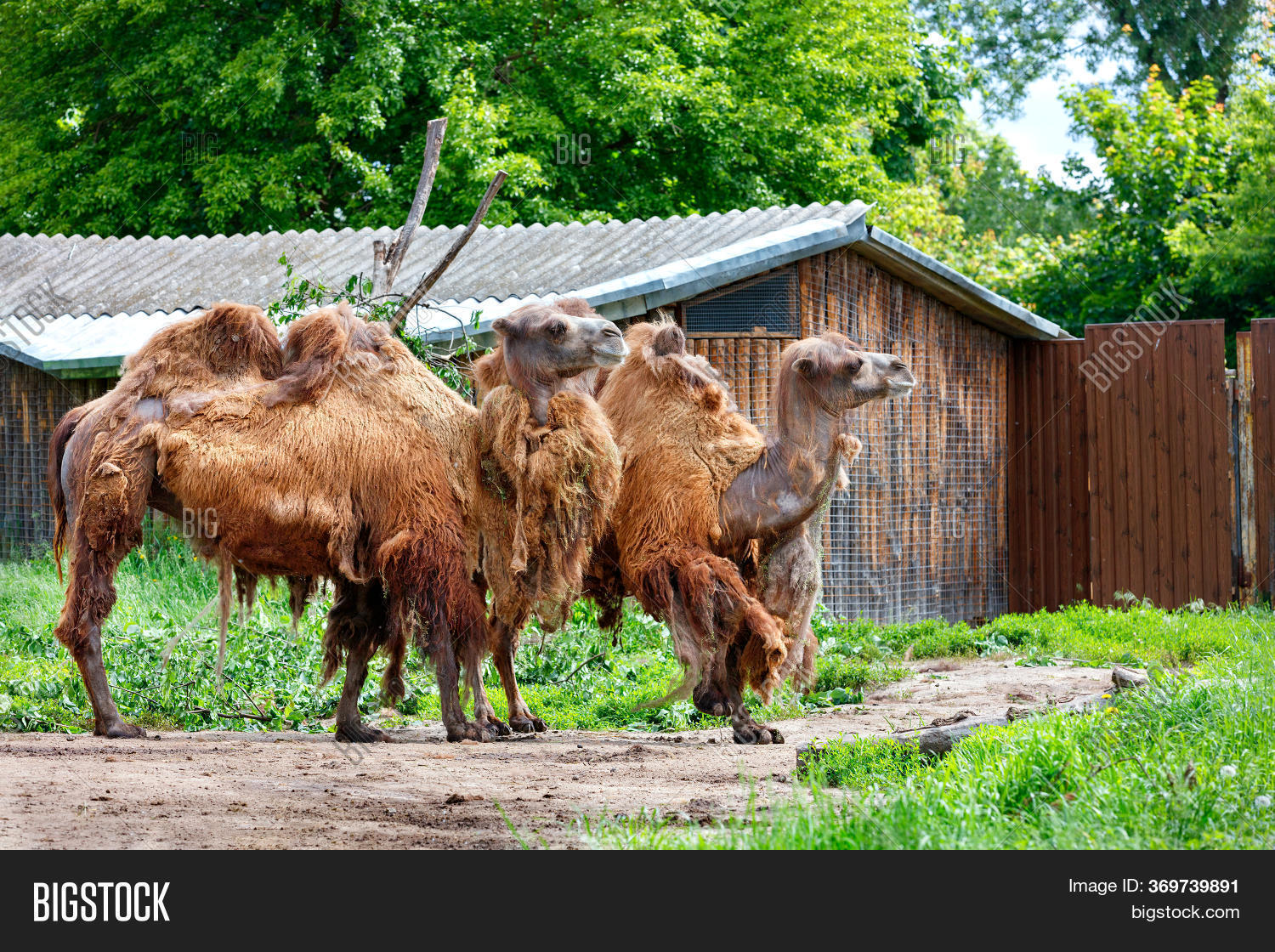Pair Two-humped Camels Image & Photo (Free Trial) | Bigstock