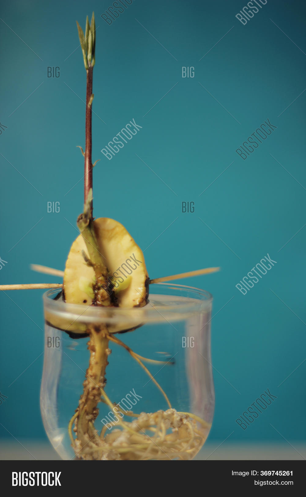 Avocado Sprouts. Image & Photo (Free Trial) | Bigstock