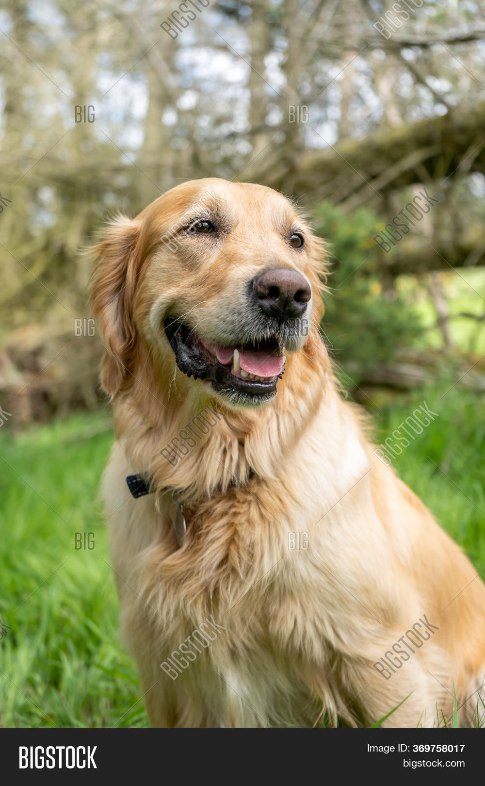 Golden Retriever Image & Photo (Free Trial) | Bigstock