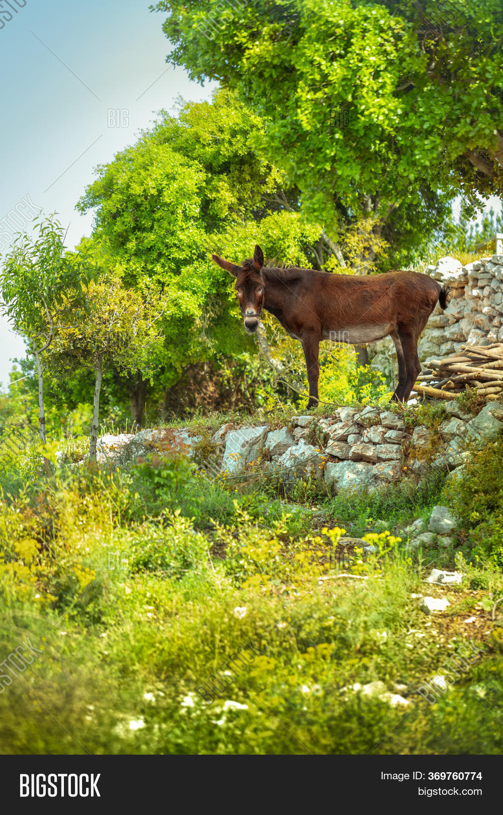 Beautiful Donkey Image & Photo (Free Trial) | Bigstock