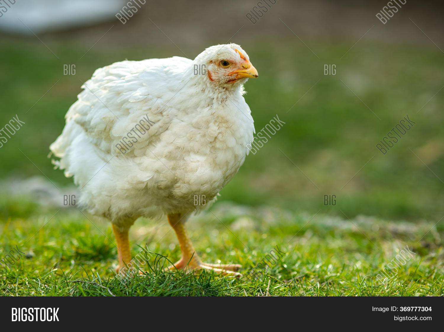 Hen Feed On Image & Photo (Free Trial) | Bigstock
