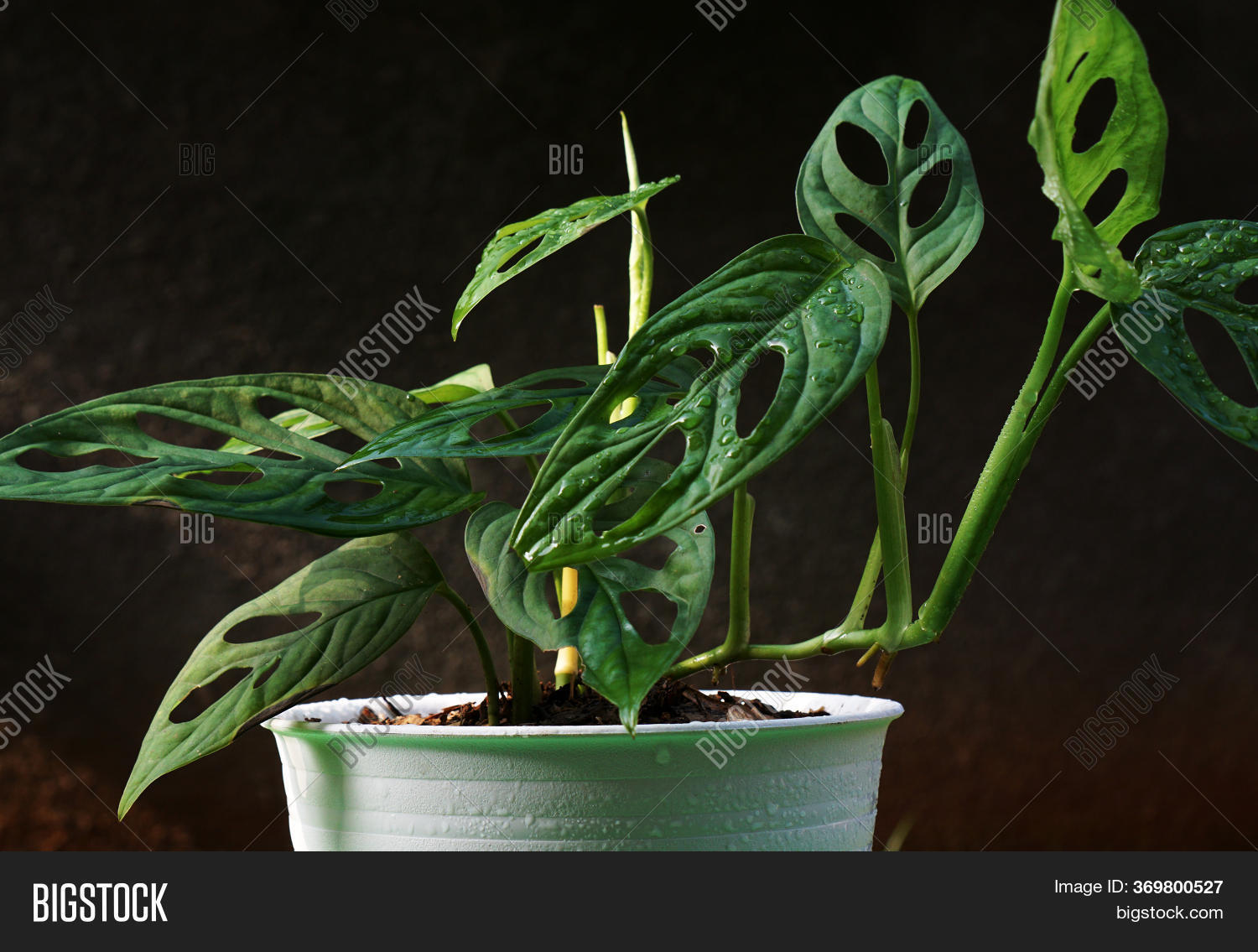 Monstera Monkey House Image & Photo (Free Trial) | Bigstock