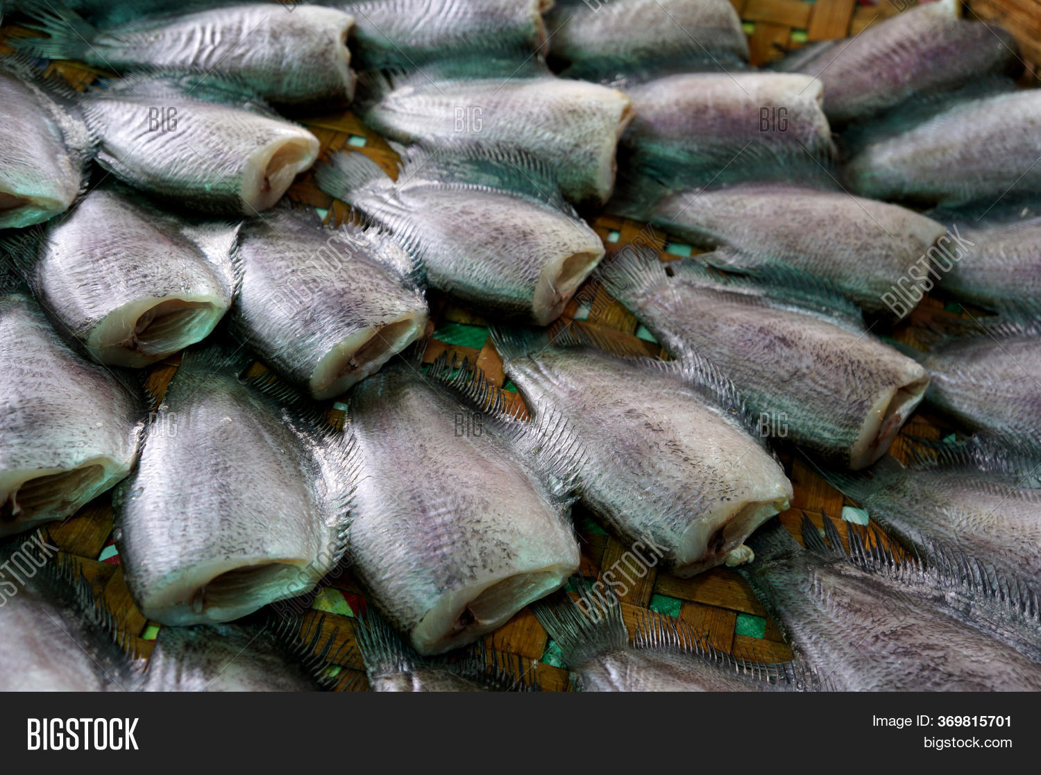 Snake Skin Gourami Image & Photo (Free Trial) | Bigstock