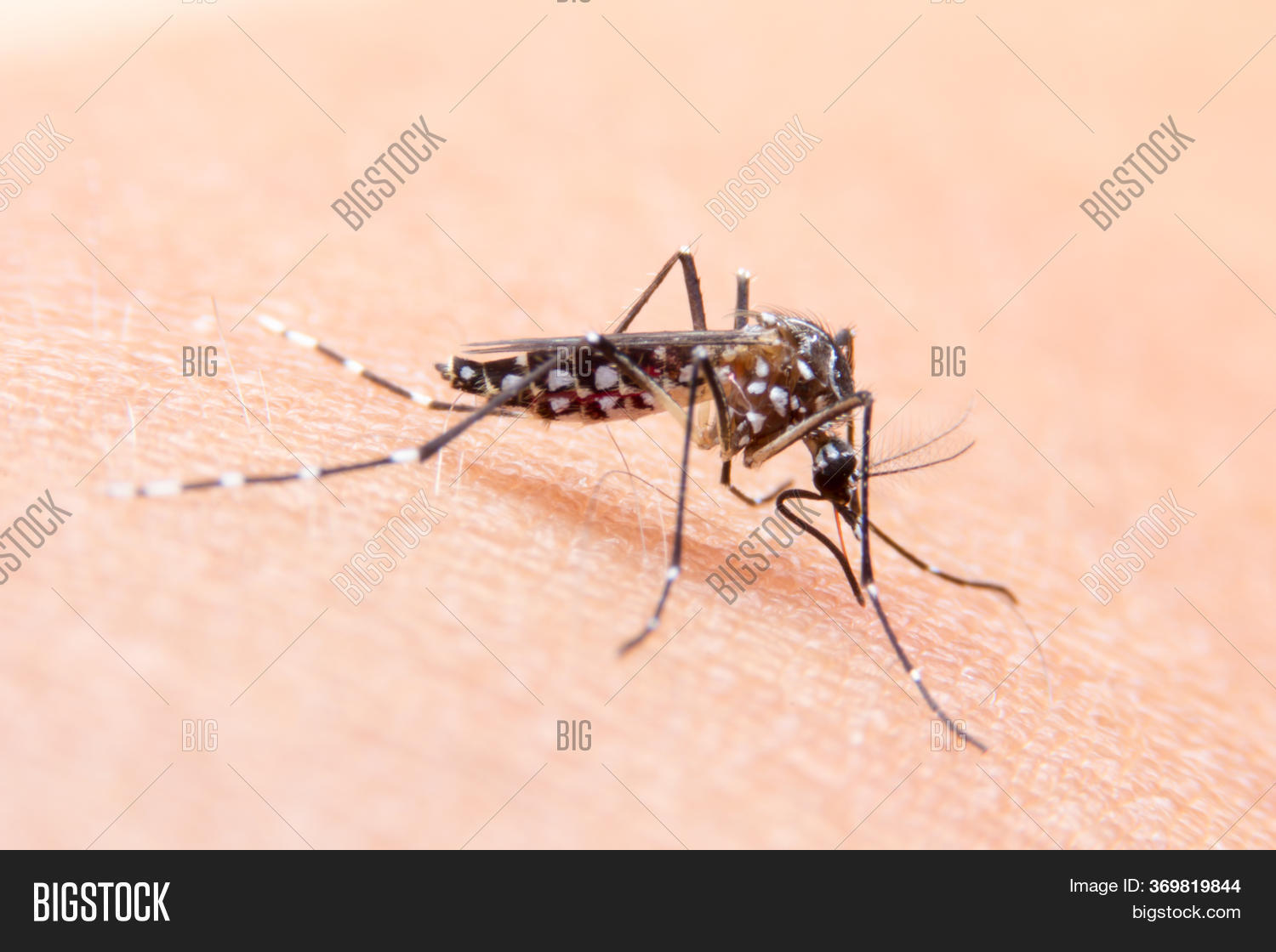 Striped Mosquitoes Image & Photo (Free Trial) | Bigstock