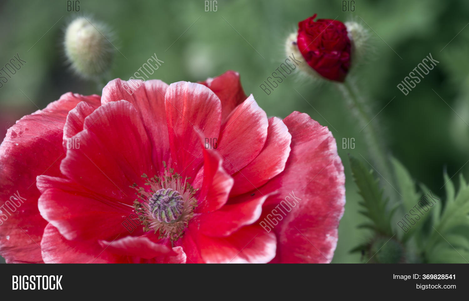 Pink Poppy. Large Image & Photo (Free Trial) | Bigstock