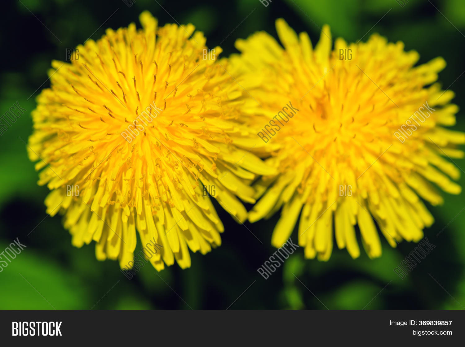 Dandelion Spring Image & Photo (Free Trial) | Bigstock