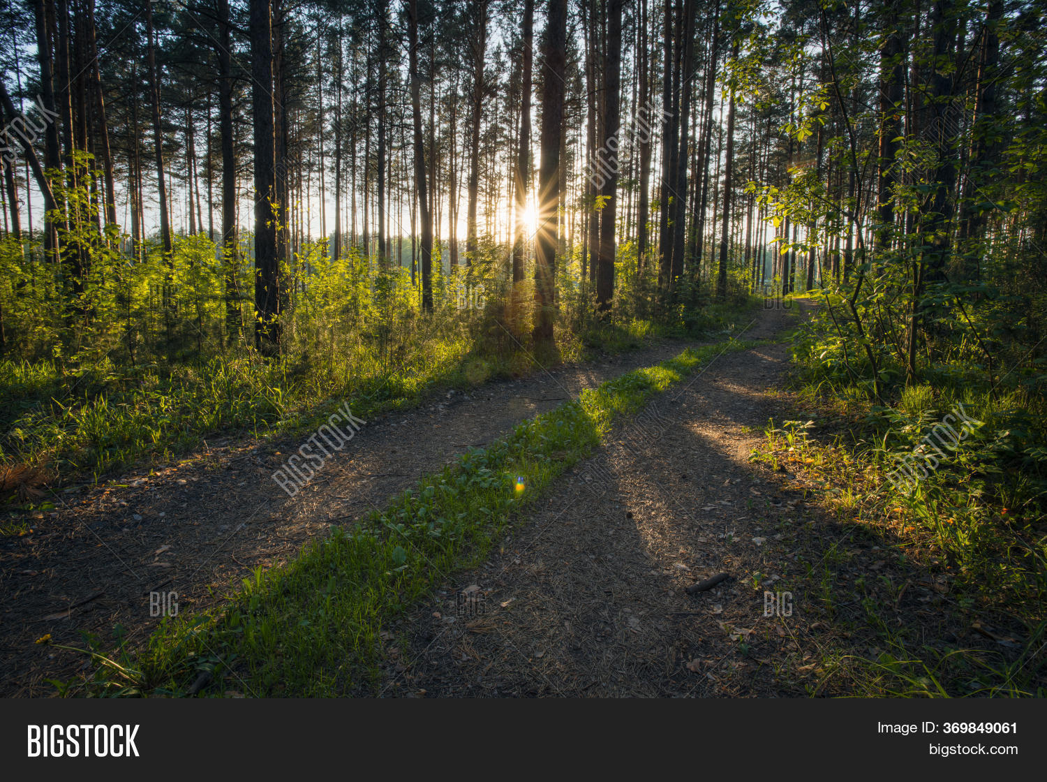 Beautiful Sunset Woods Image & Photo (Free Trial) | Bigstock