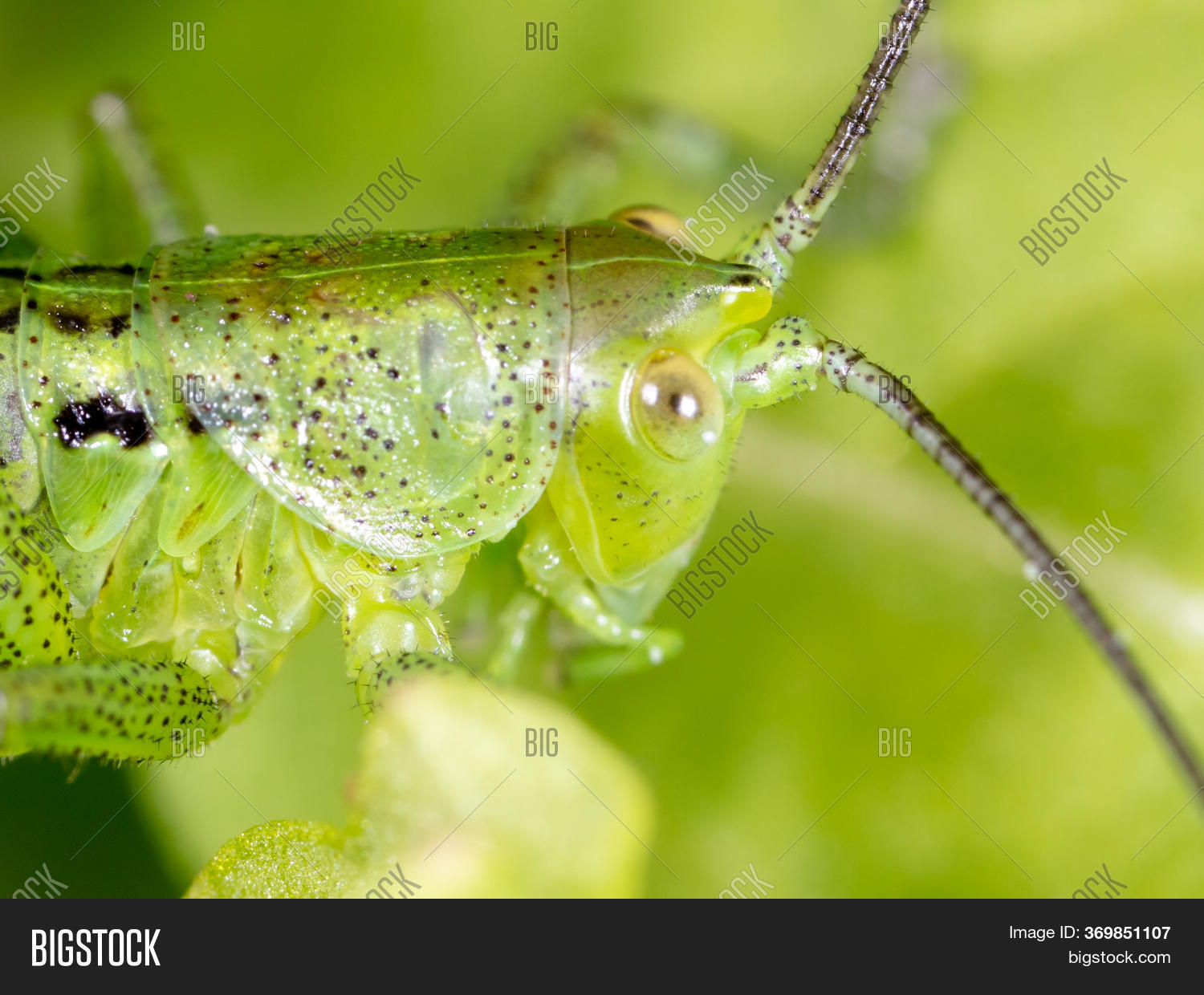 Green Grasshopper Image & Photo (Free Trial) | Bigstock