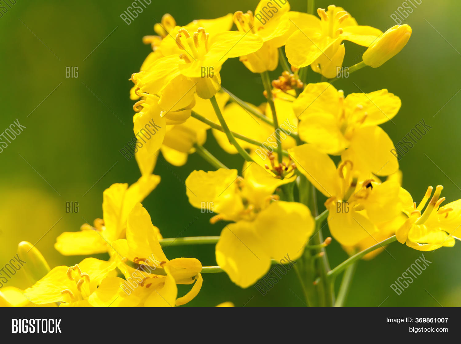 Close Rapeseed Image & Photo (Free Trial) | Bigstock