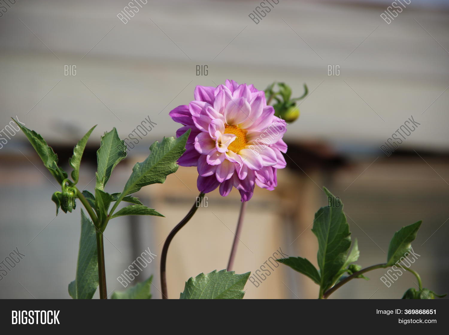 Beautiful Flower Bud Image & Photo (Free Trial) | Bigstock